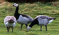 Barnacle Geese Pictures - Wildlife Art