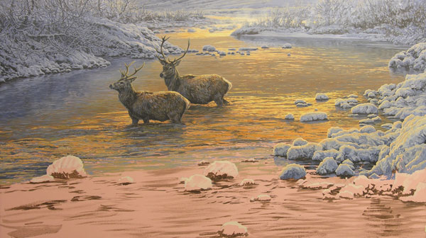 Wildlife art - Paintings in progress by artist Martin Ridley